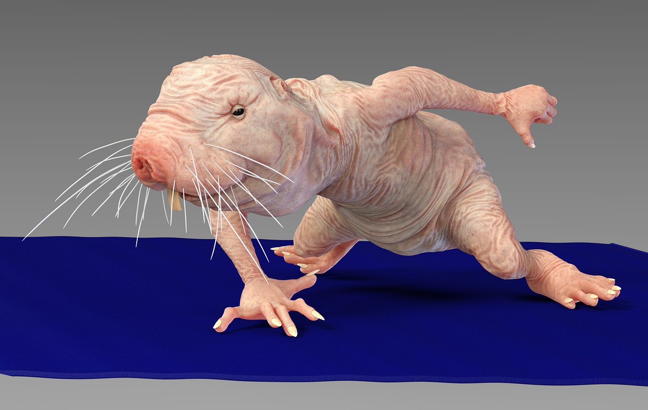 Naked Mole Rat Gene Transfer Unlocks Potential for Extended Human ...